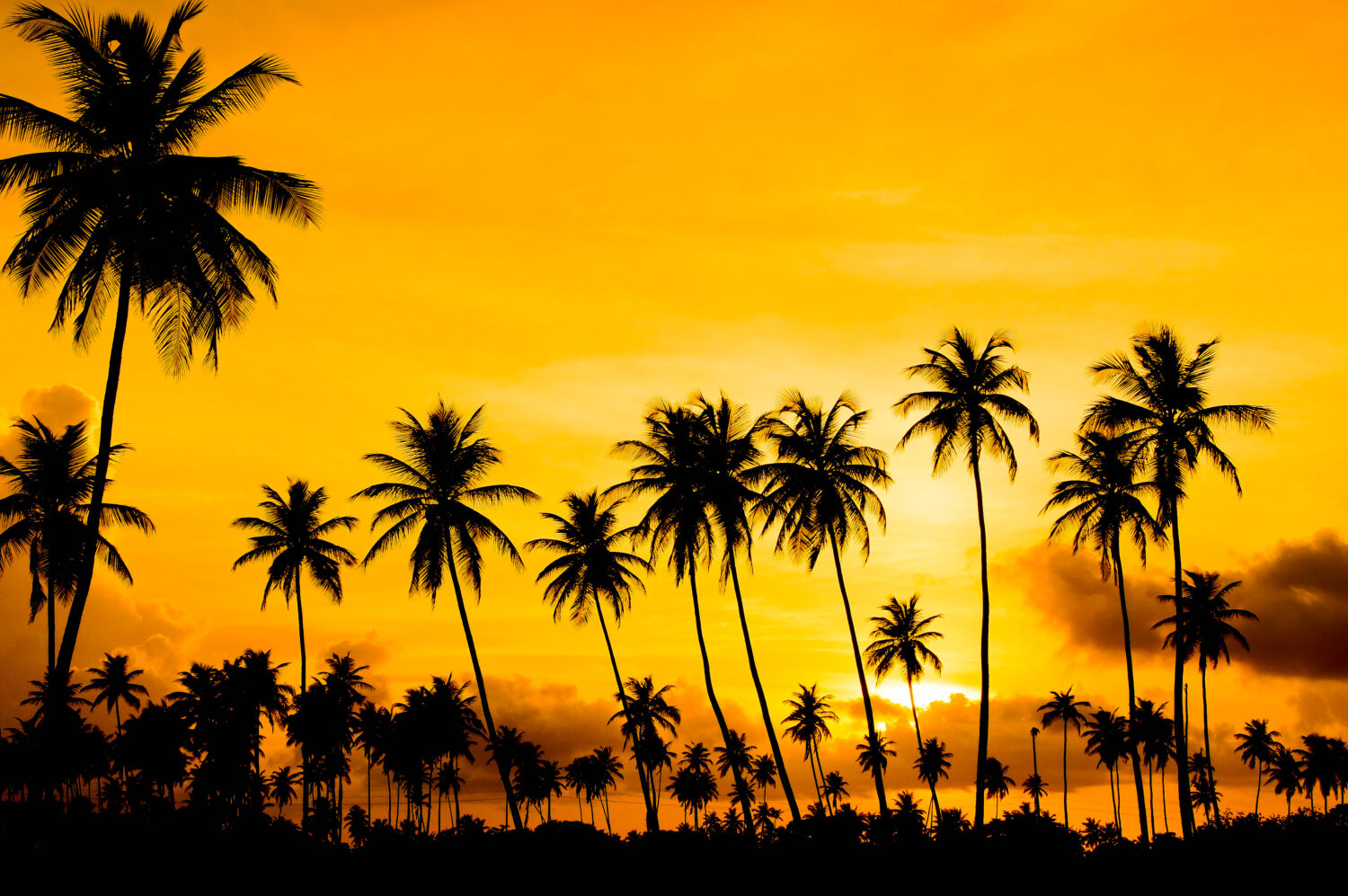 Coconut Sunset - ShopCaribe